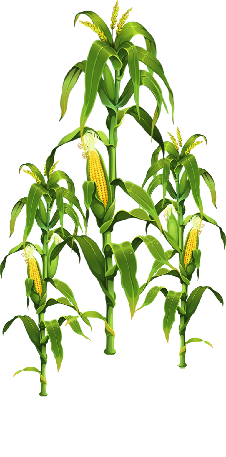 Company – kskfoodproducts.com